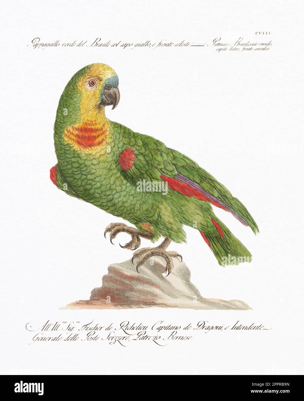 Antique Parrot Lithography. 18th-century Italian illustration. Ca 1776 ...