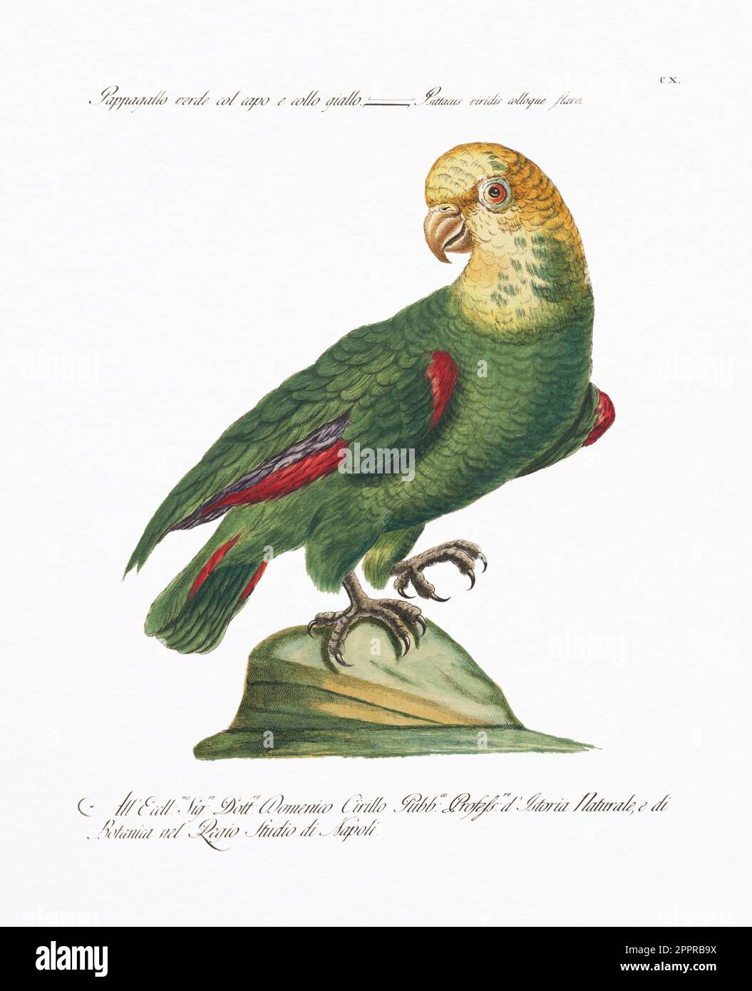 Antique Parrot Lithography. 18th-century Italian illustration. Ca 1776 ...