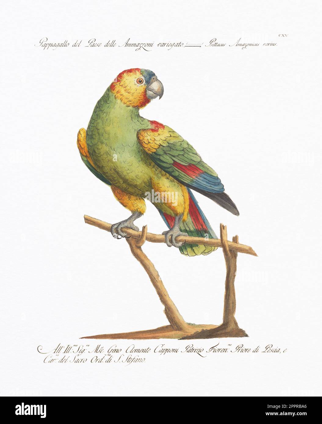 Antique Parrot Lithography. 18th-century Italian illustration. Ca 1776 ...