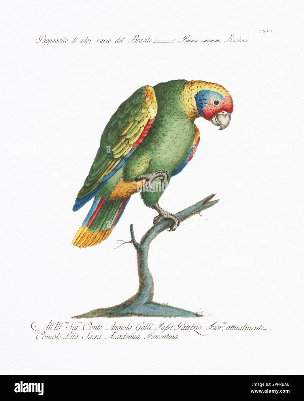 Antique Parrot Lithography. 18th-century Italian illustration. Ca 1776 ...
