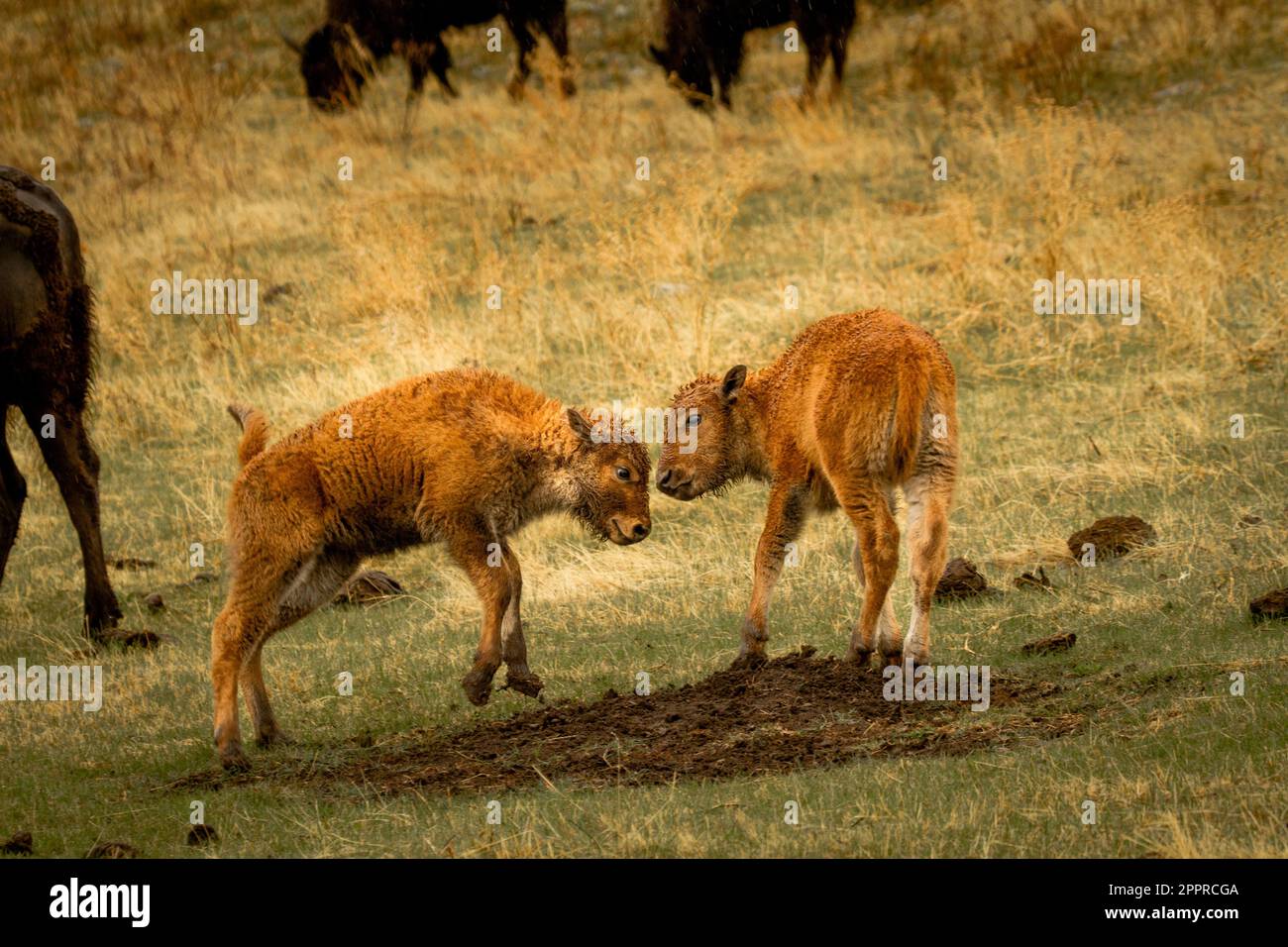 Young Bison play fighting in the Rain Stock Photo - Alamy