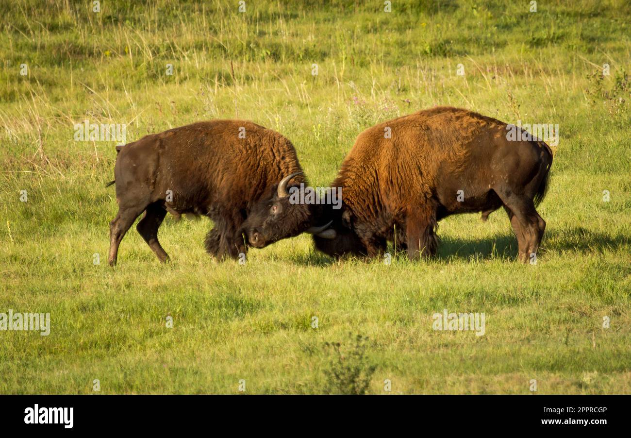 Bull Bison fighting during the Rut Stock Photo - Alamy