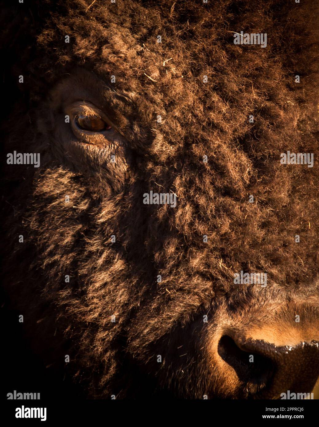 Bison bull head hi-res stock photography and images - Alamy