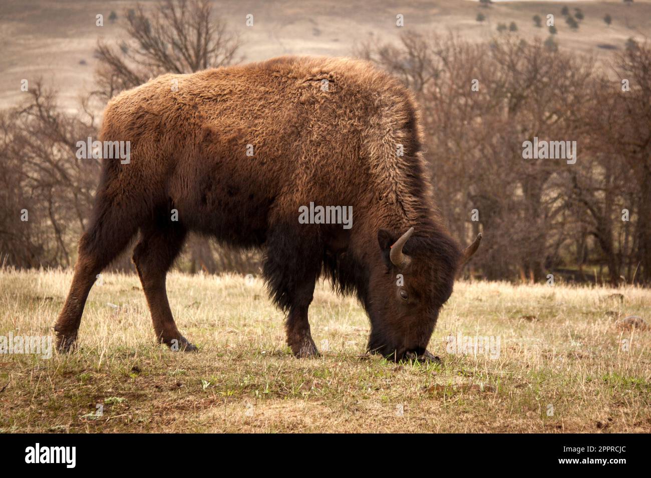 American bison female buffalo hi-res stock photography and images - Alamy