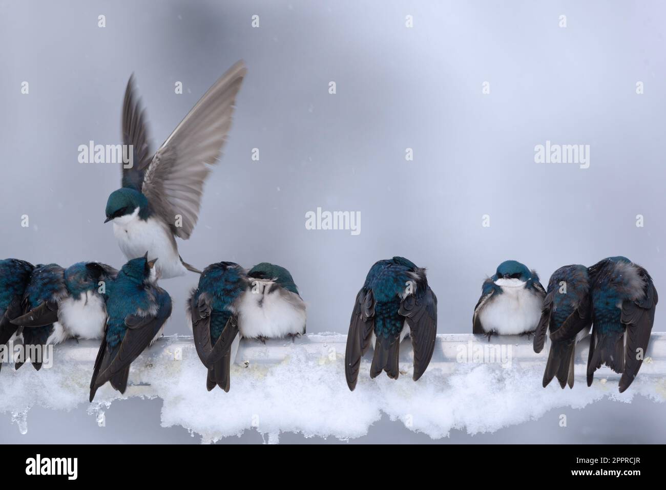 Spring Birds Huddled