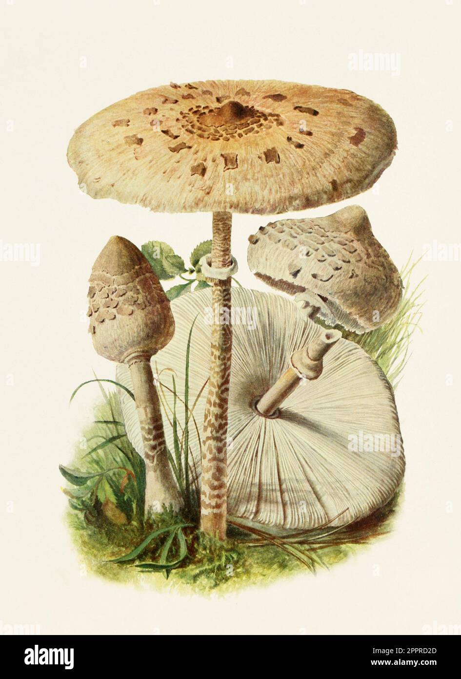 Mushrooms. Fungi botanical art Stock Photo - Alamy