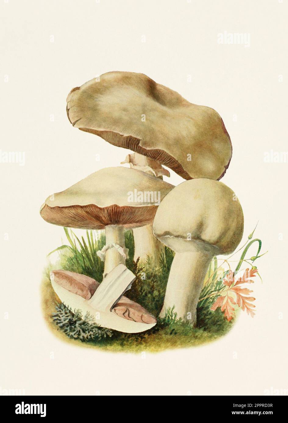Mushrooms. Fungi botanical art Stock Photo - Alamy