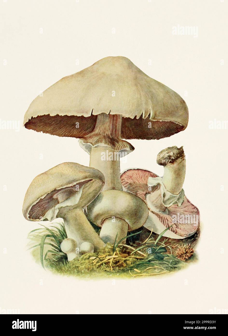 Mushrooms. Fungi botanical art Stock Photo - Alamy