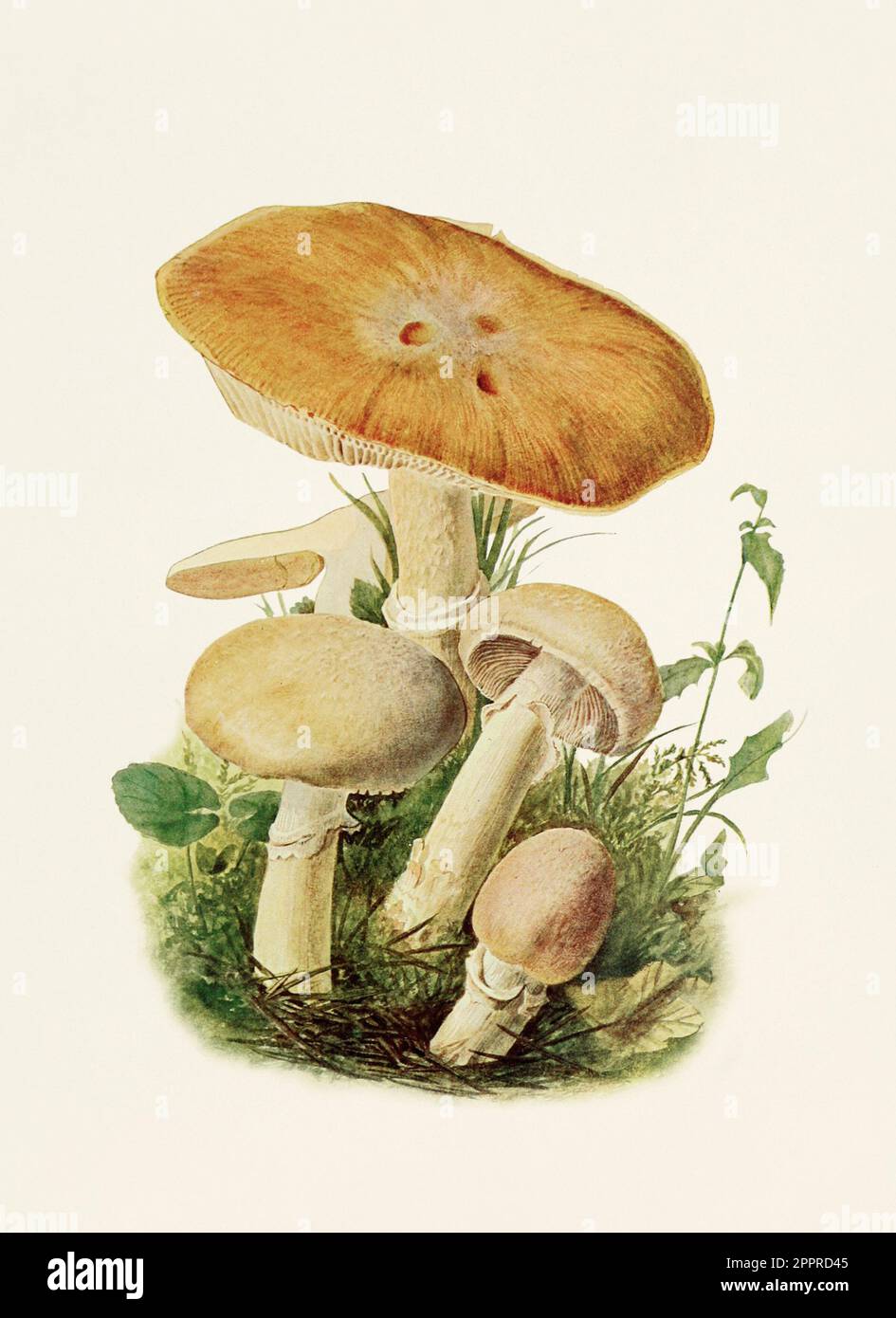 Mushrooms. Fungi botanical art Stock Photo - Alamy