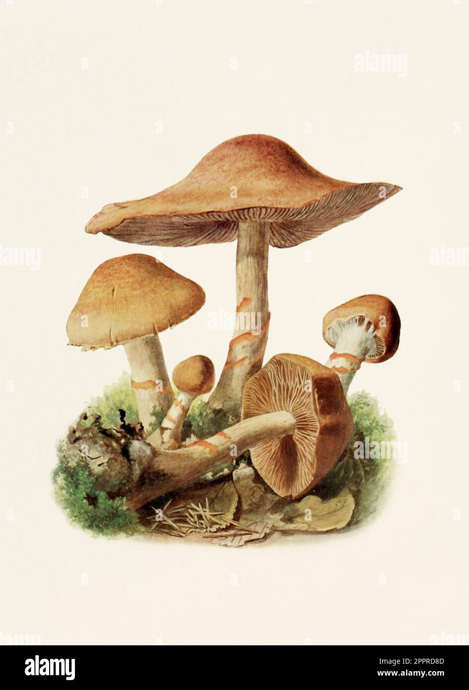 Mushrooms. Fungi botanical art Stock Photo - Alamy