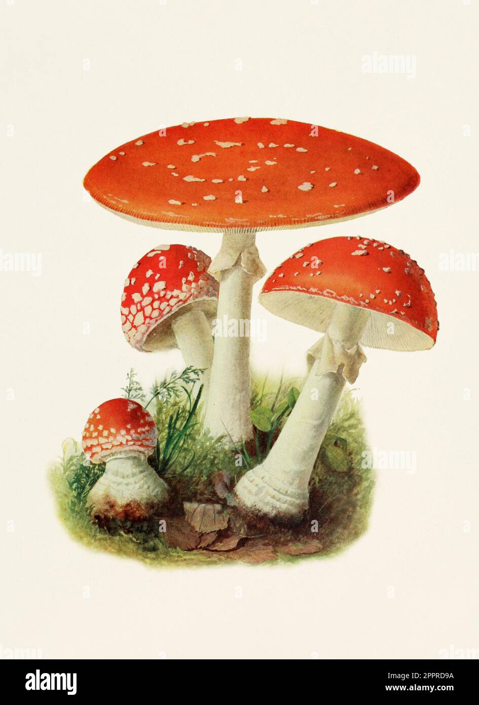 Mushrooms. Fungi botanical art Stock Photo - Alamy