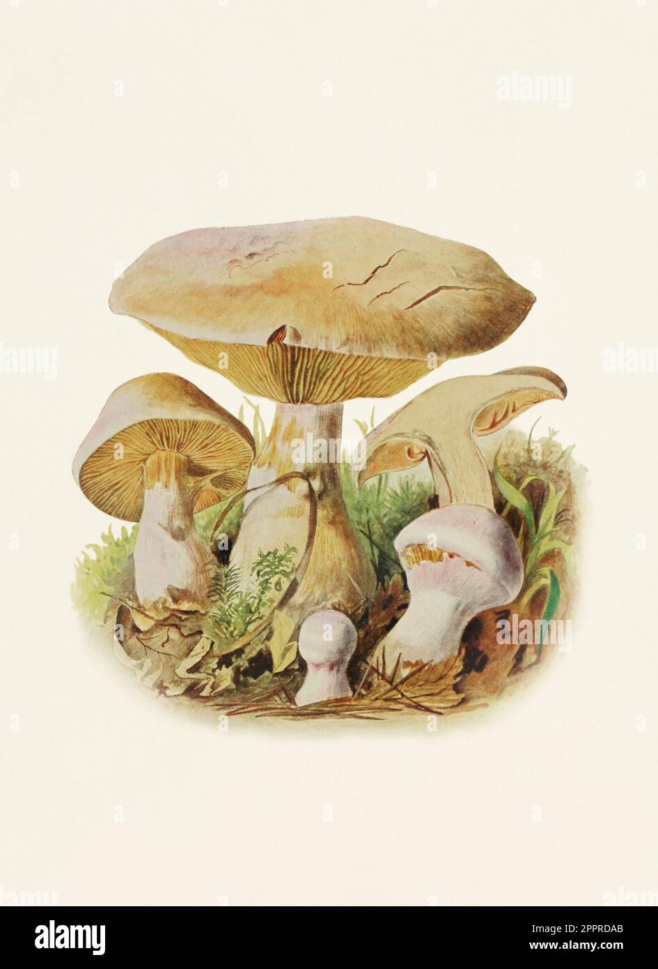 Mushrooms. Fungi botanical art Stock Photo - Alamy