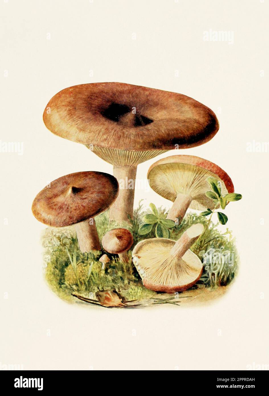 Mushrooms. Fungi botanical art Stock Photo - Alamy