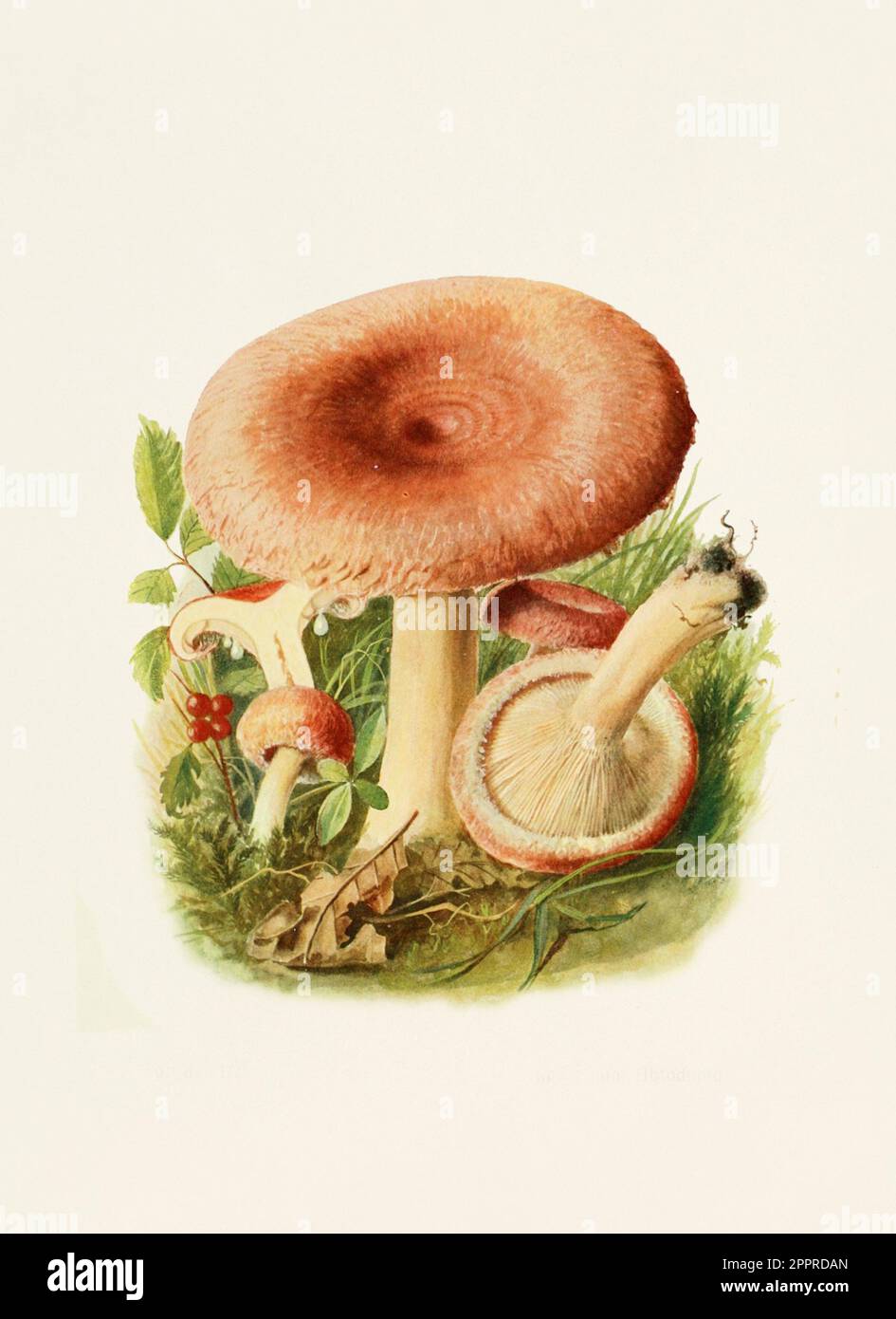Mushrooms. Fungi botanical art Stock Photo - Alamy