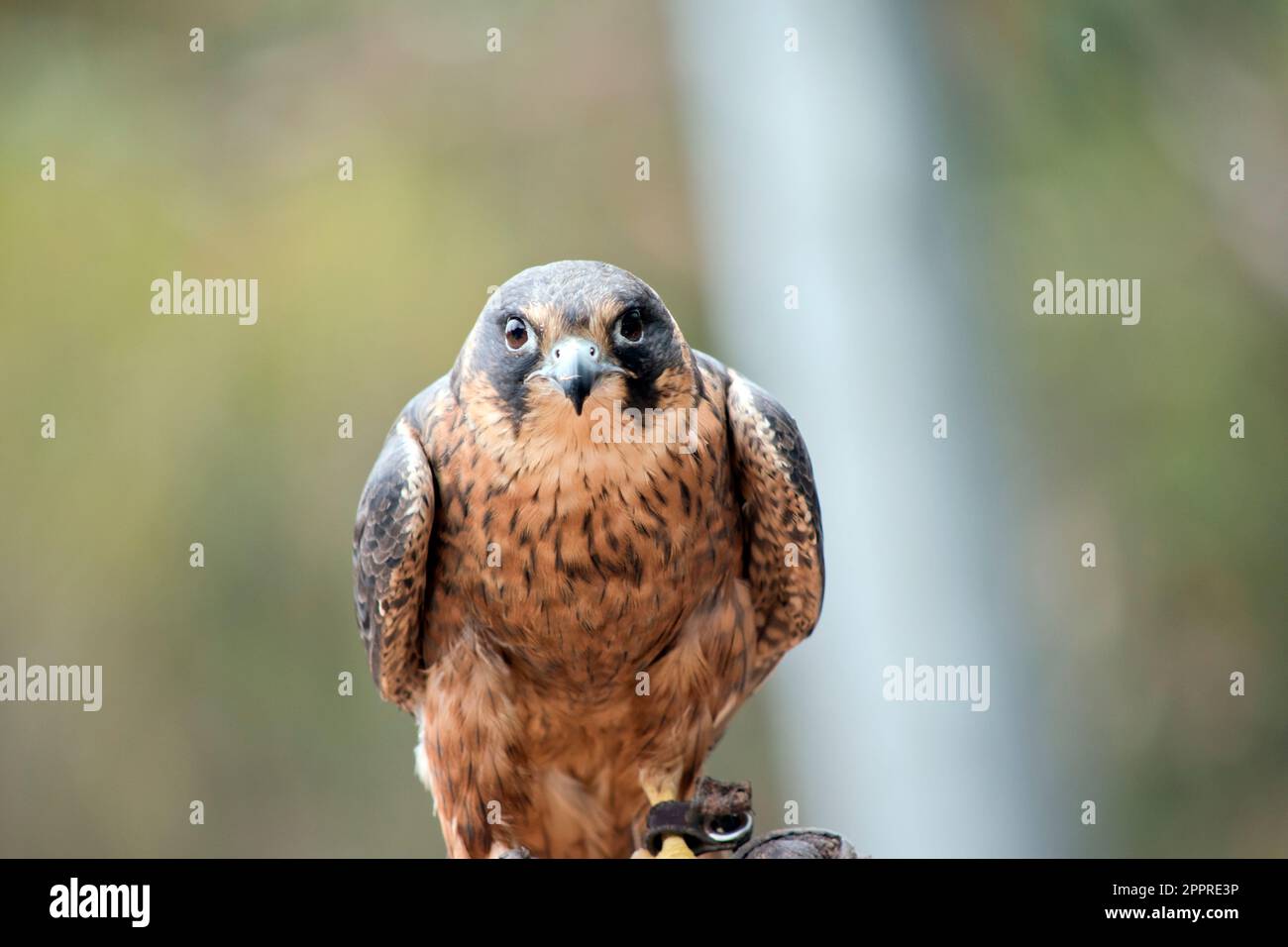 Creamy feathers hi-res stock photography and images - Alamy
