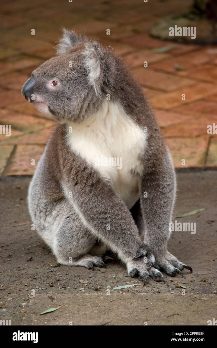 The Koala has a large round head, big furry ears and big black nose ...