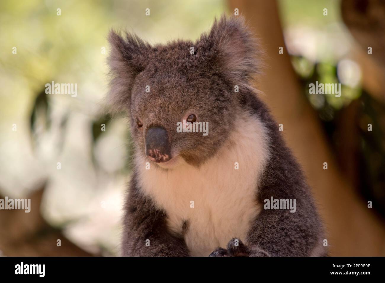 the Koala has a large round head, big furry ears and big black nose ...