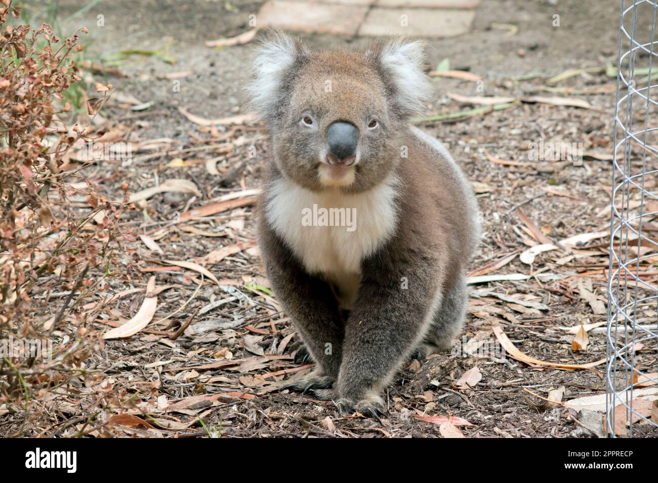 the Koala has a large round head, big furry ears and big black nose ...