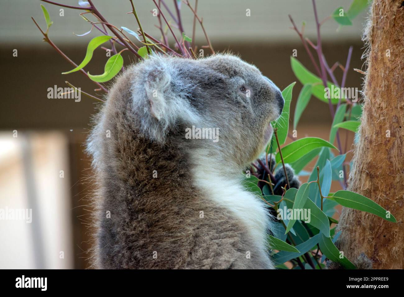 the Koala has a large round head, big furry ears and big black nose ...