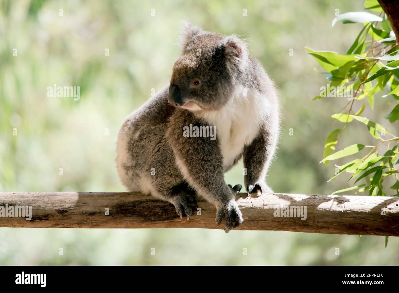 The Koala has a large round head, big furry ears and big black nose ...