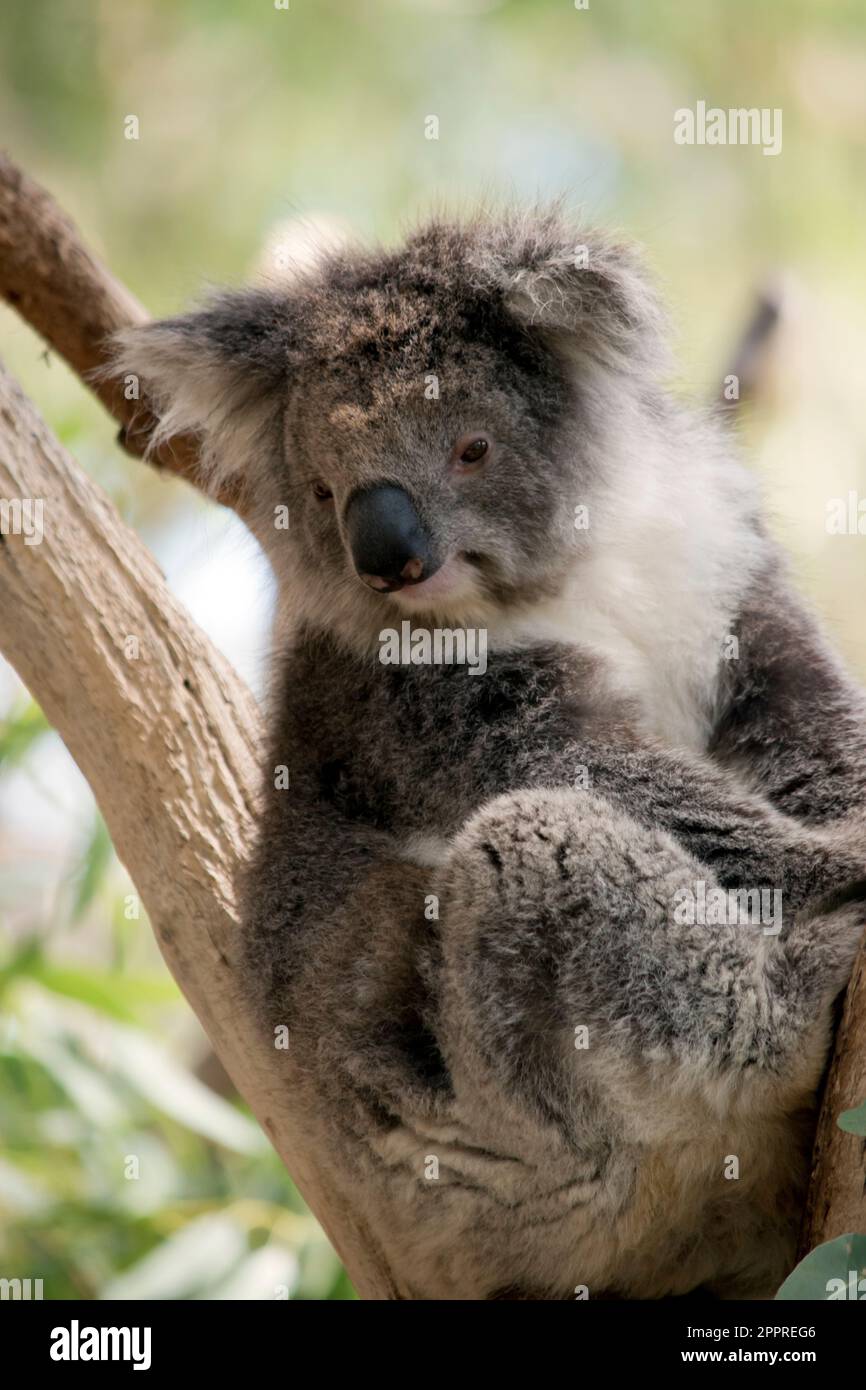 The Koala has a large round head, big furry ears and big black nose ...