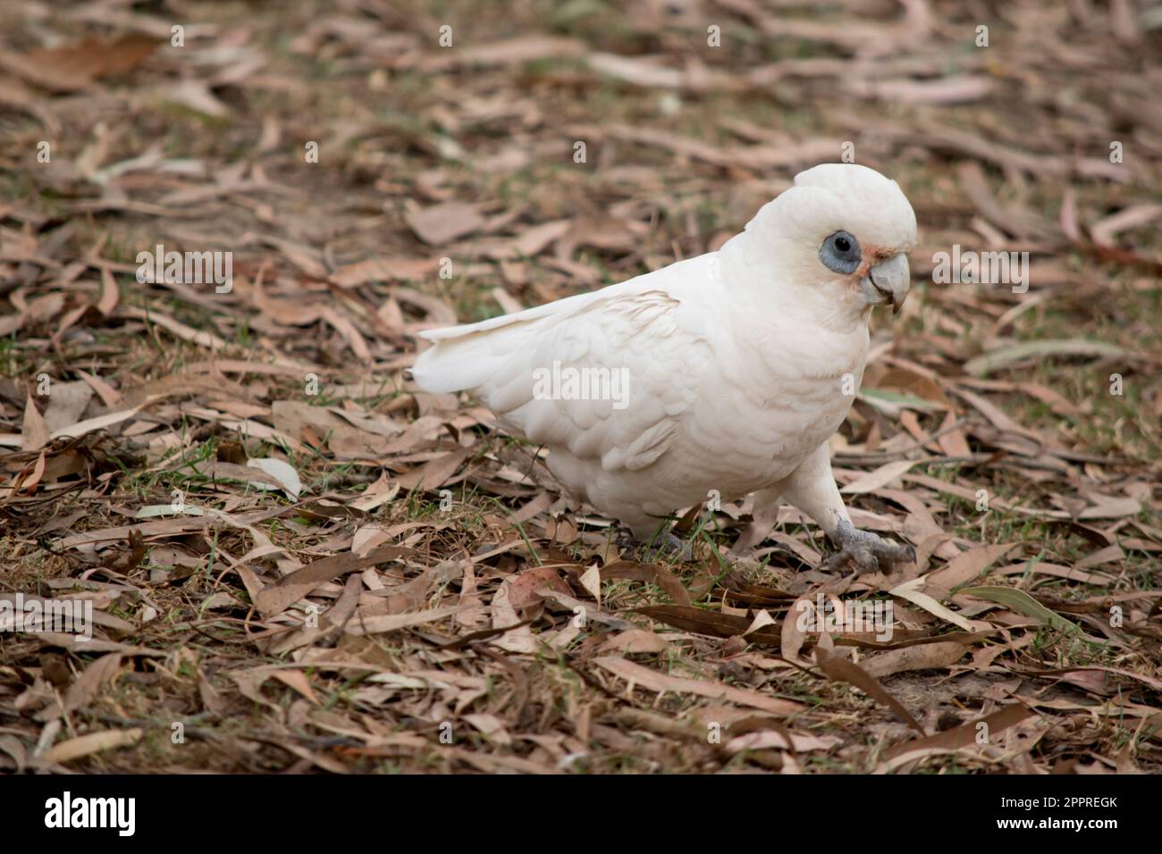 the little billed corella is an all white bird with red on the face and ...