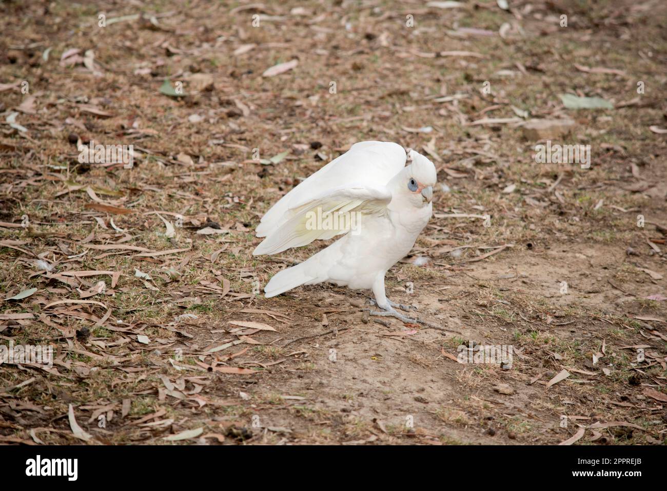 the little corella is an all white bird with red on the face with a ...