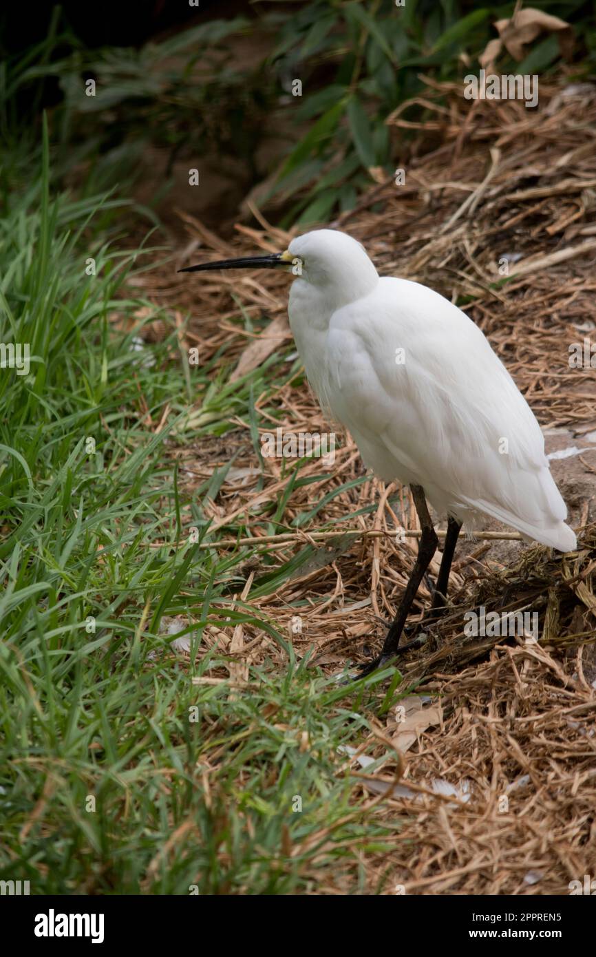 The little egret has a relatively short, thick neck, a sturdy bill, and ...