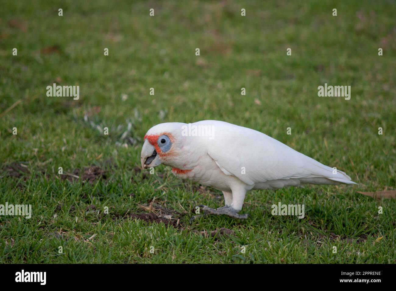 the long billed corella is an all white bird with red on the face and ...