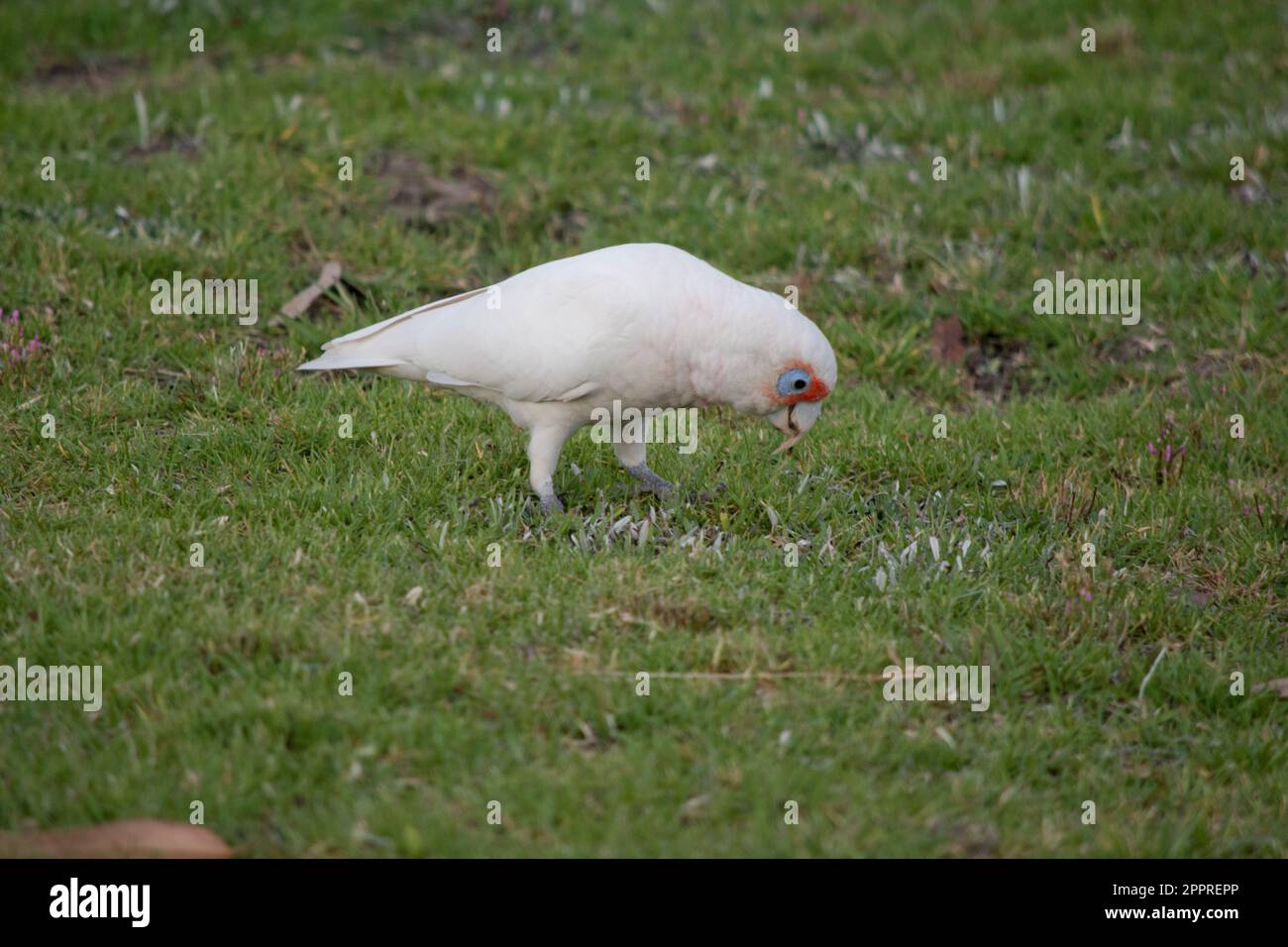 the long billed corella is an all white bird with red on the face and ...