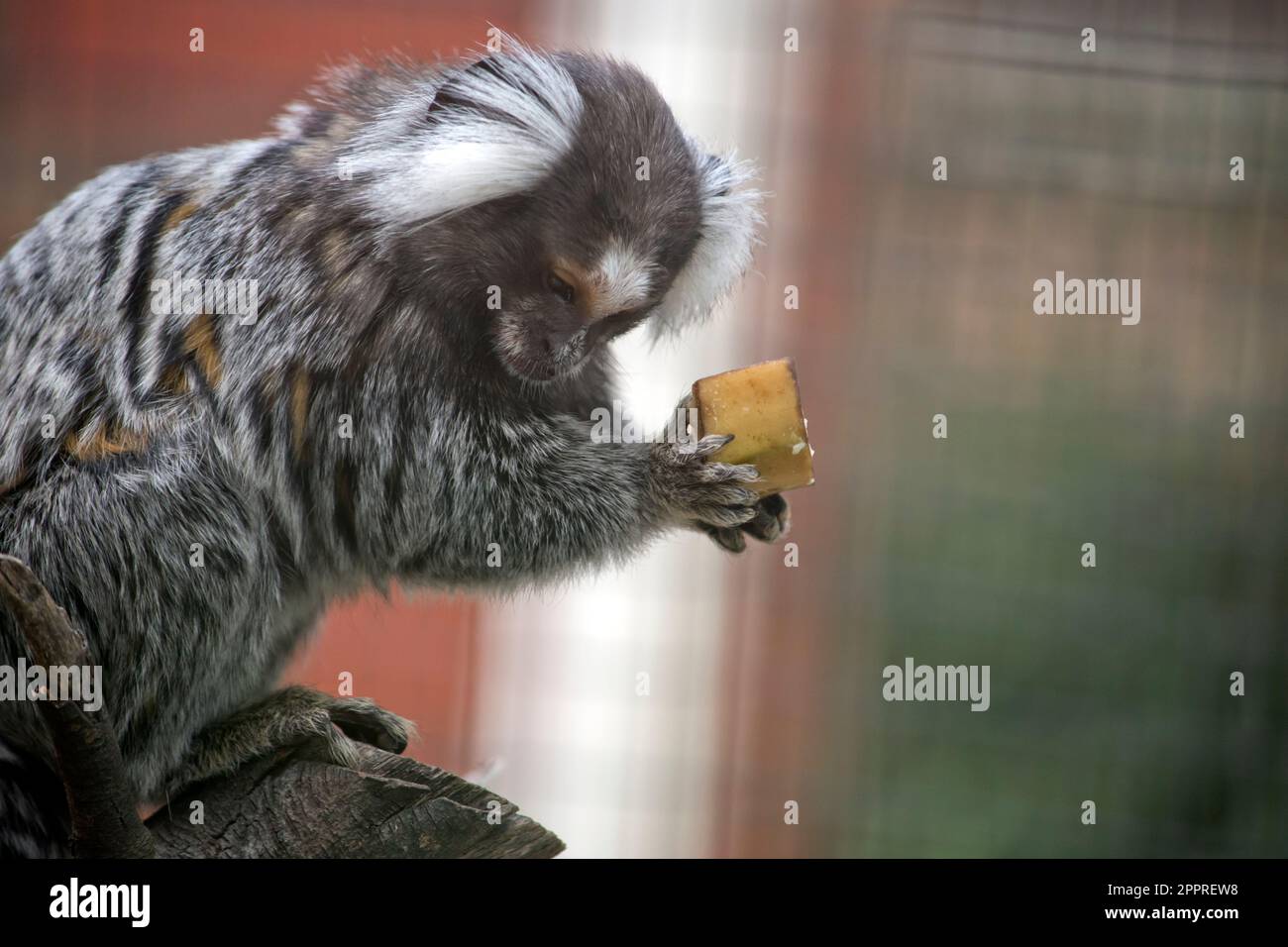 the marmoset is a small primate with white fluffy ears Stock Photo - Alamy
