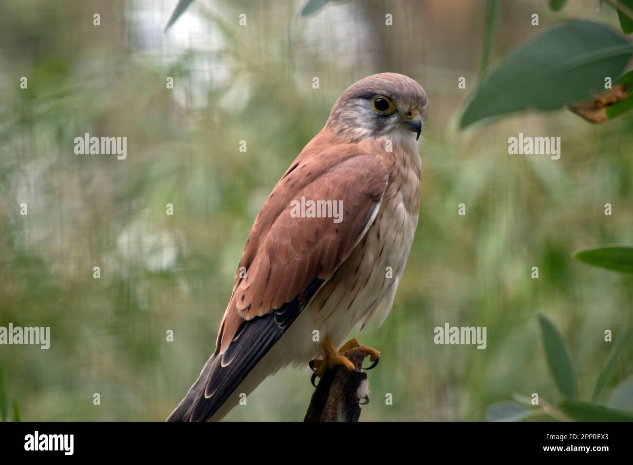 The Nankeen Kestrel is a slender falcon and is a relatively small ...