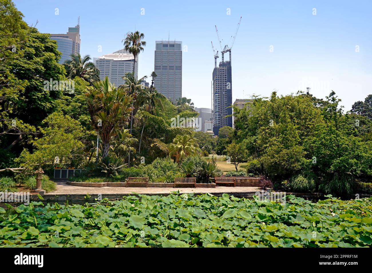 The royal botanic garden and buildings in the city of Sydney Stock ...