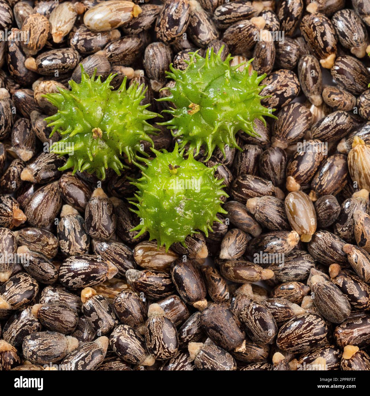 Ricinus communis - Organic castor seeds and fruits Stock Photo - Alamy