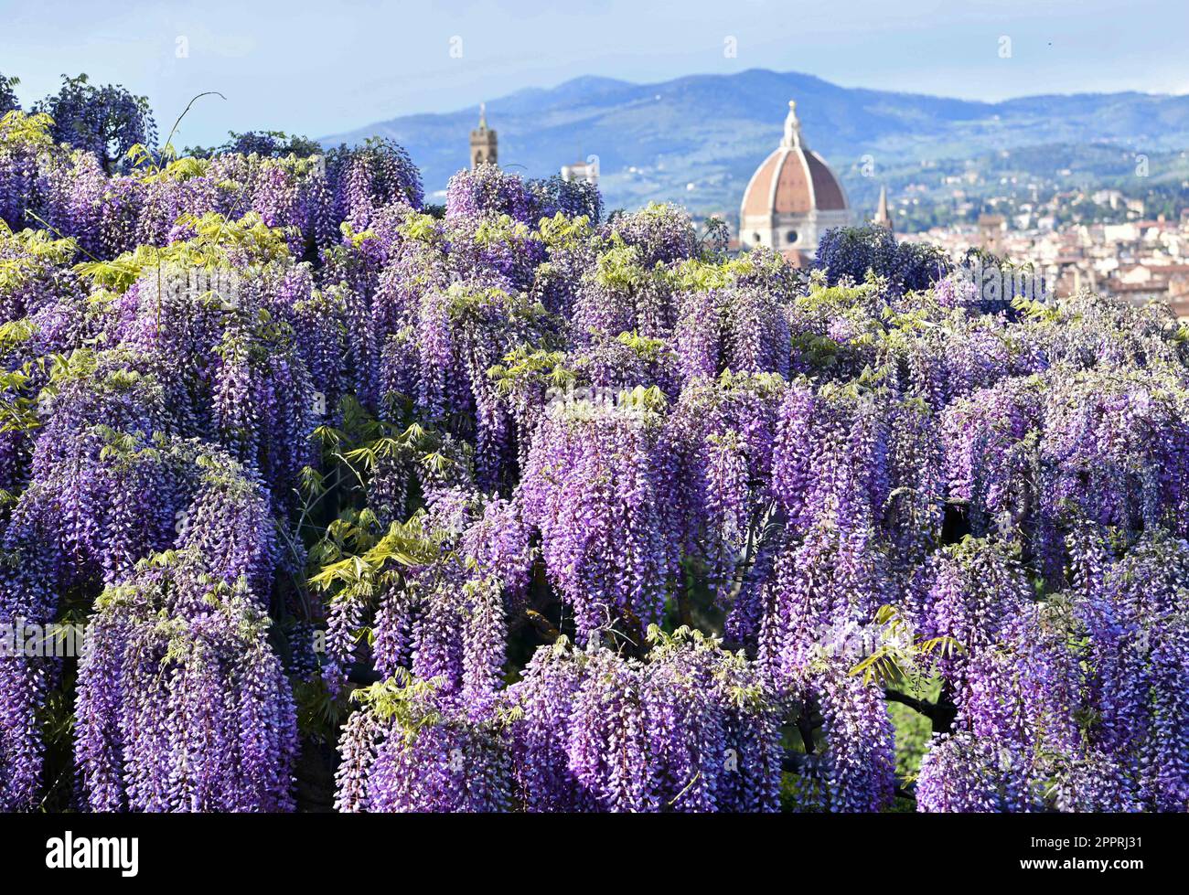 Official Flower Of Florence Italy