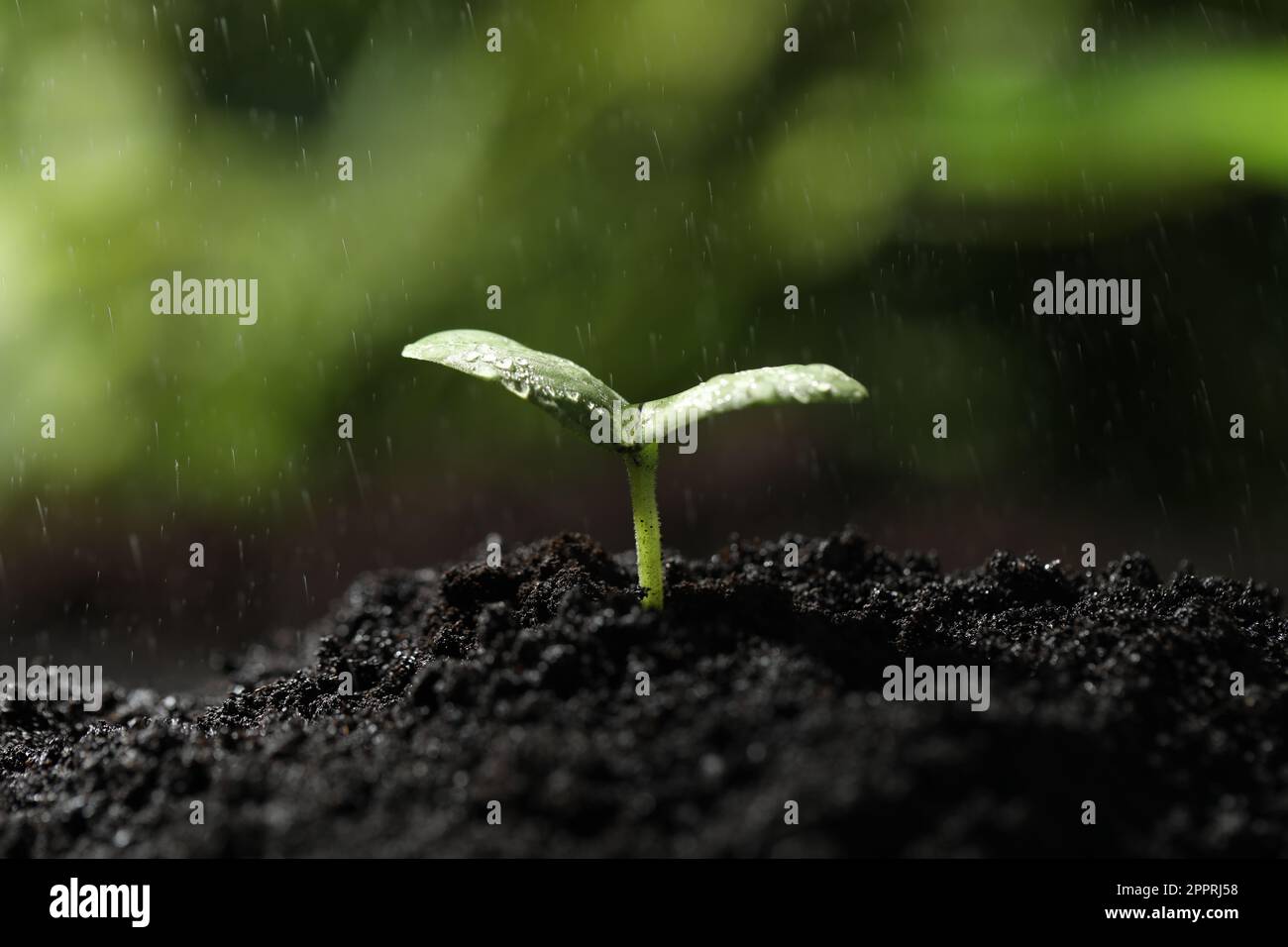Rain tree seedling hi-res stock photography and images - Alamy