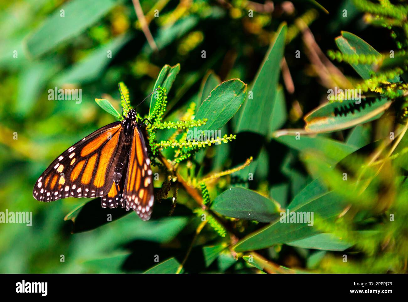 Monarch butterfly, Pacific Grove California Stock Photo - Alamy