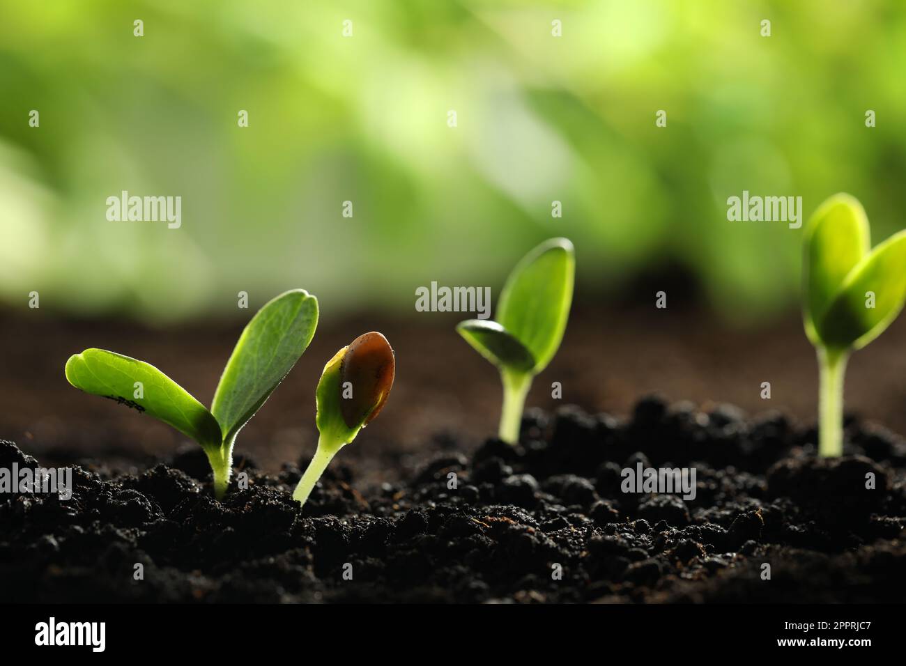 Young vegetable seedlings growing in soil outdoors, space for text ...