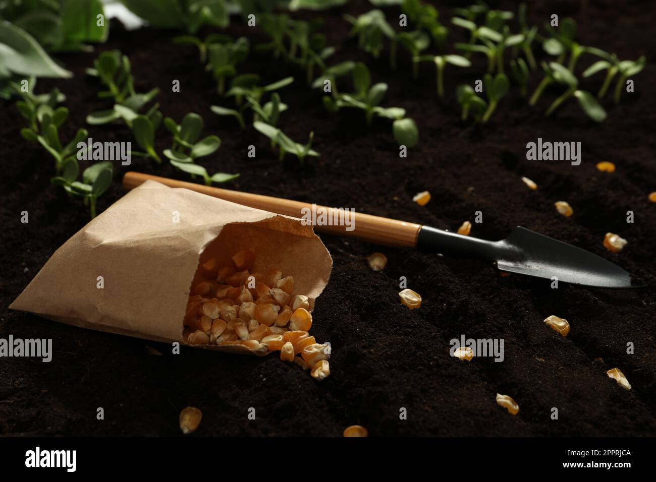 Paper bag with corn seeds on soil. Vegetables growing Stock Photo - Alamy