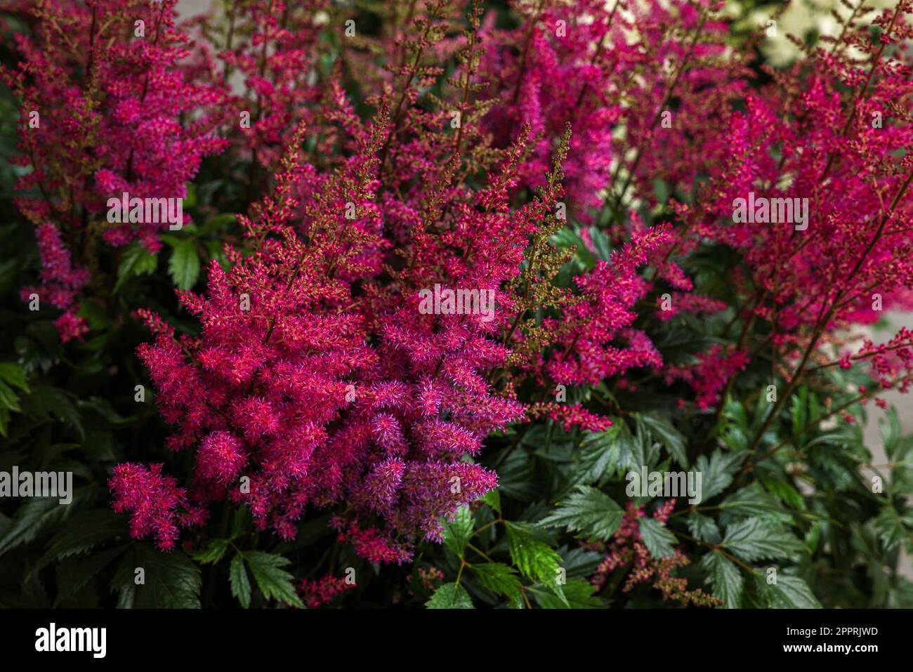 Beautiful blooming Astilbe plant with green leaves, closeup view Stock ...