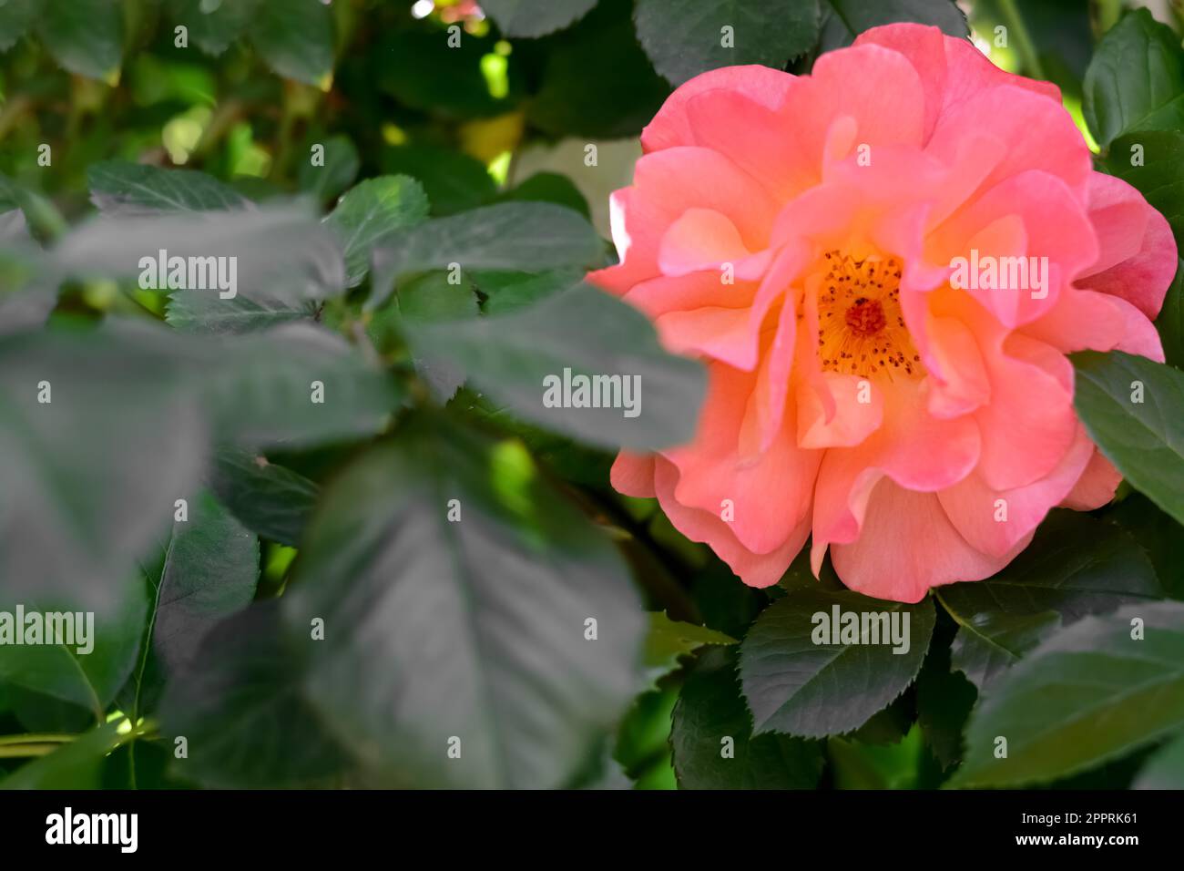 Beautiful blooming pink rose in hi-res stock photography and images - Alamy