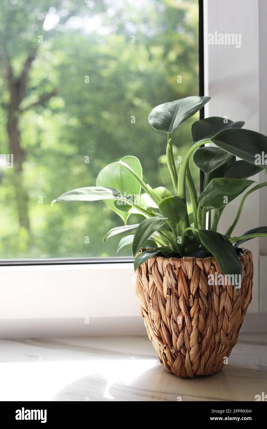 Beautiful houseplant with green leaves in pot on white window sill ...