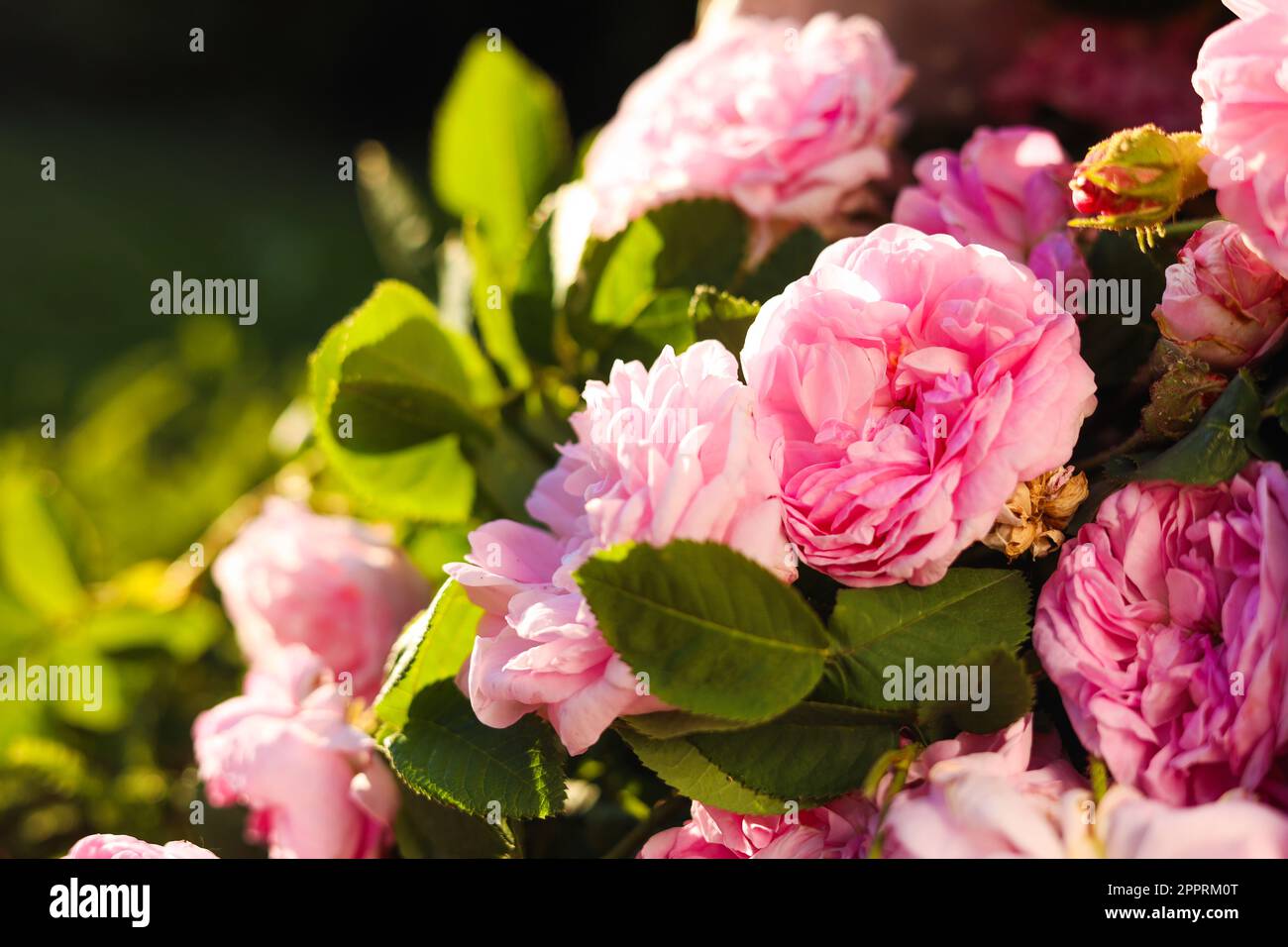 Closeup view sunny pink roses hi-res stock photography and images - Alamy
