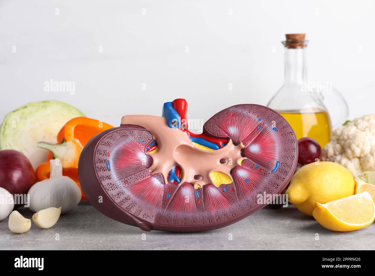 Composition with kidney model and different products on grey table ...