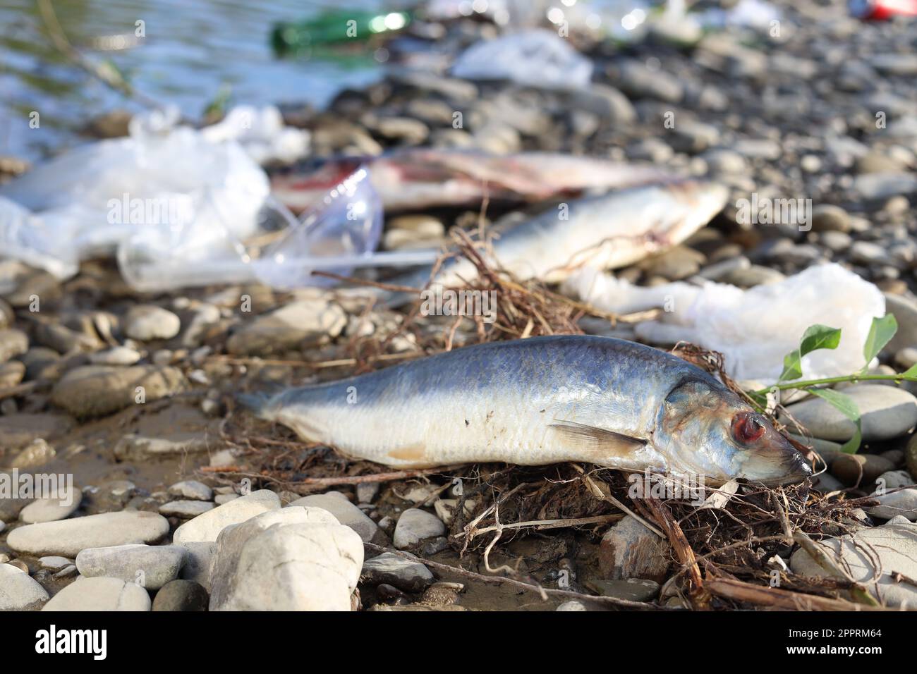 Dead fishes among trash near river. Environmental pollution concept ...