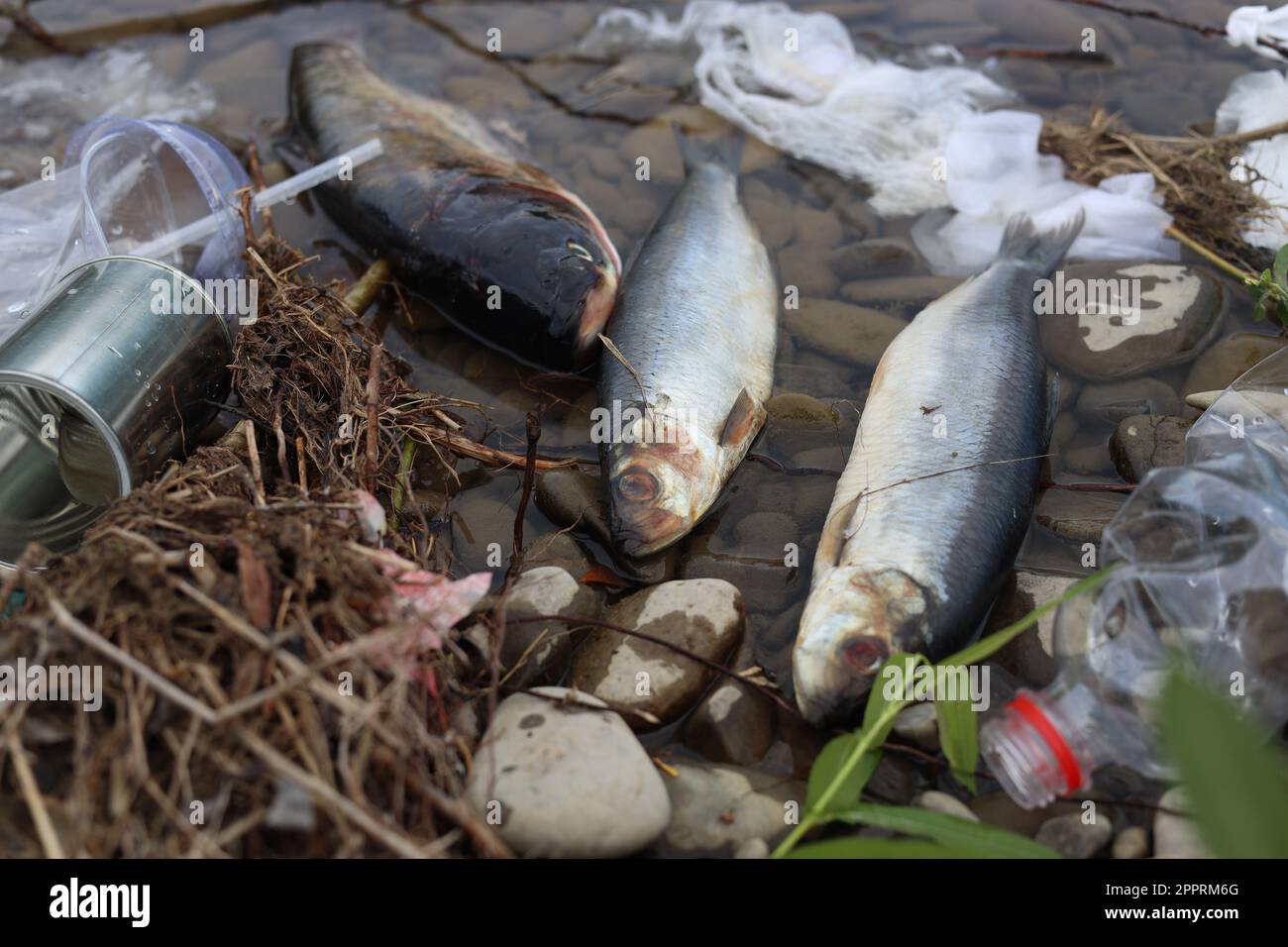 Dead fishes among trash near river. Environmental pollution concept ...