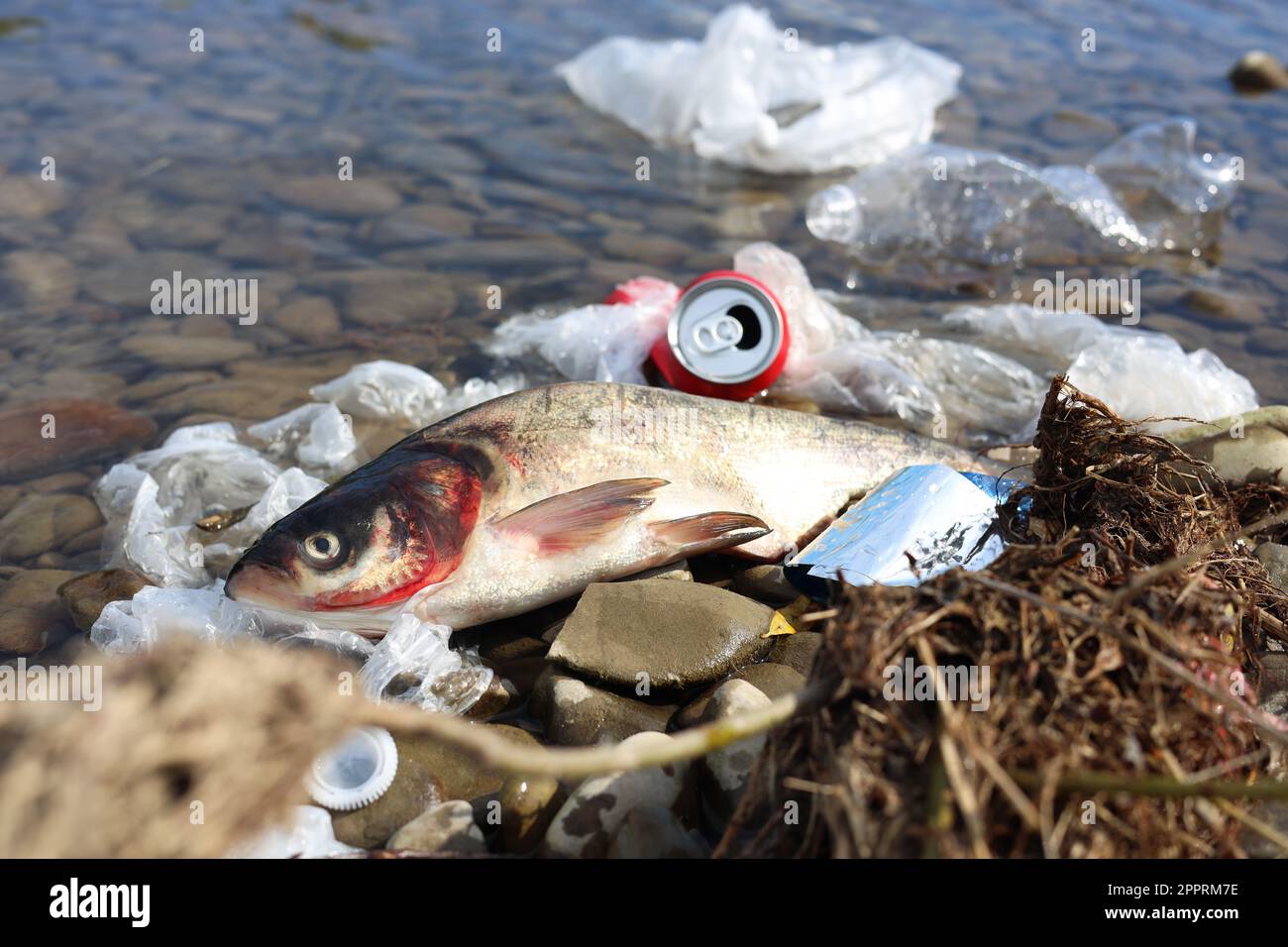 Dead fish among trash near river. Environmental pollution concept Stock ...