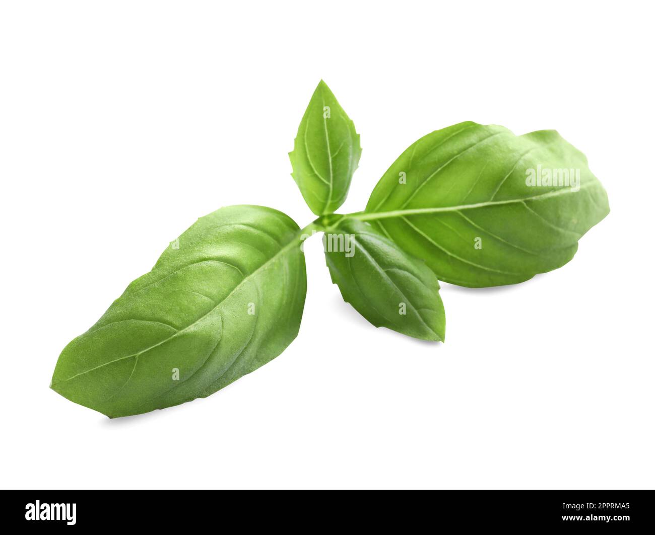 Basil sprig hi-res stock photography and images - Alamy