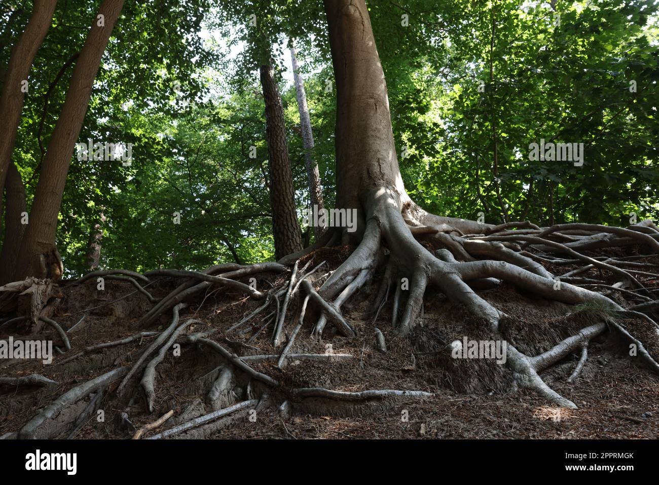 Tree roots visible through hi-res stock photography and images - Alamy