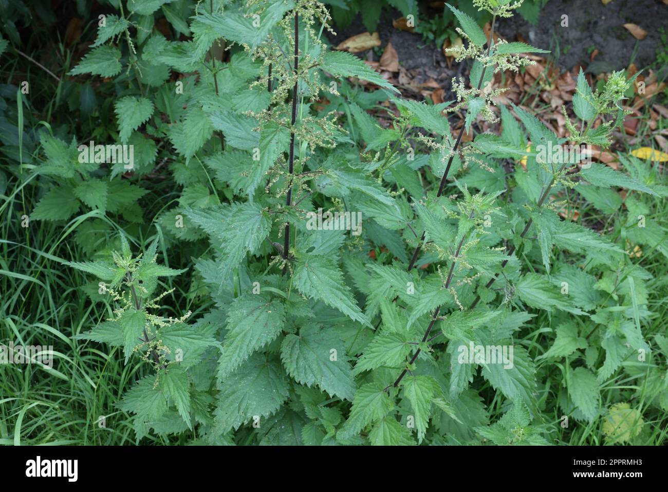 Stinging nettle plant with green leaves growing outdoors Stock Photo ...